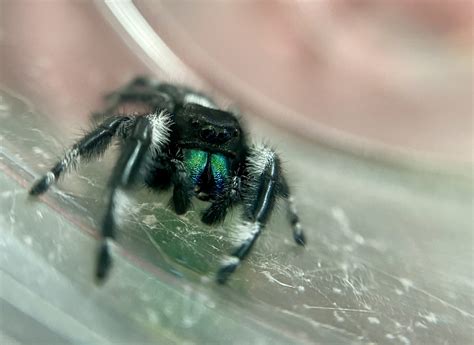 How To Determine The Sex Of A Jumping Spider Spiders Web Hq