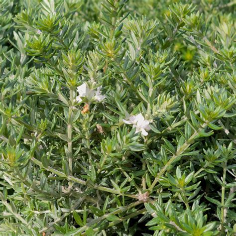 Coast Rosemary Drought Tolerant Compact Evergreen Shrub
