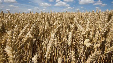 Hybrid Varieties Can Offer Higher Yields And Vigorous Early Growth Farmers Weekly