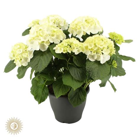 Hortensia Blanc Pot 23 Cm H50 Cm Leroy Merlin
