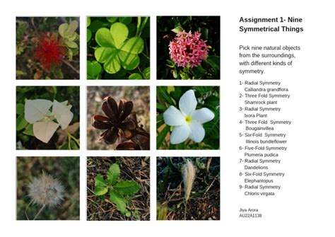 Nine Examples Of Natural Symmetry Pdf