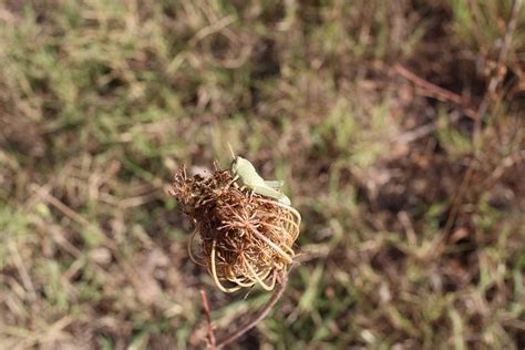 Grasshopper Nature Free Photo On Pixabay Pixabay