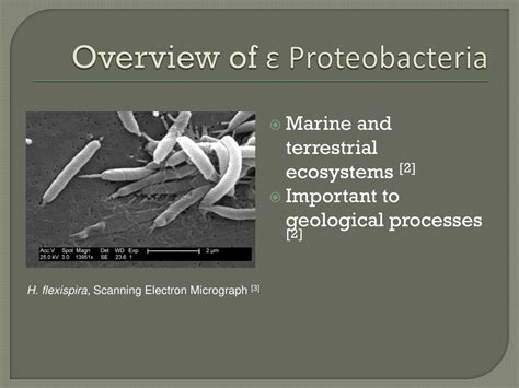 Ppt δ ε Proteobacteria Powerpoint Presentation Free Download Id