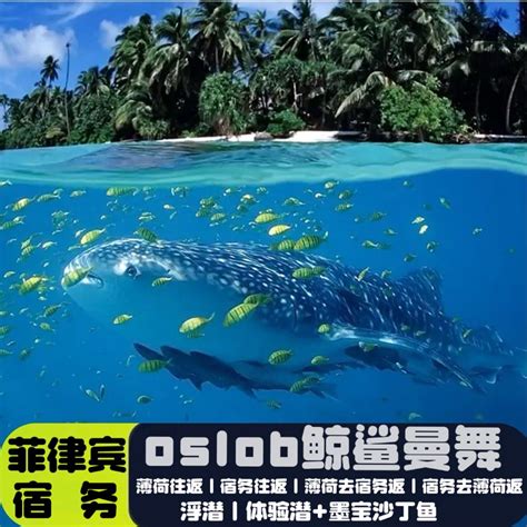 宿务oslob鲸鲨深潜 墨宝沙丁鱼深潜线路推荐【携程玩乐】