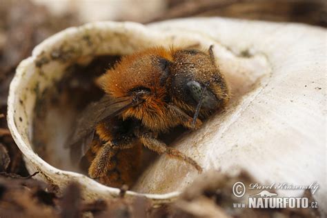 Mason Bee Photos Mason Bee Images Nature Wildlife Pictures Naturephoto
