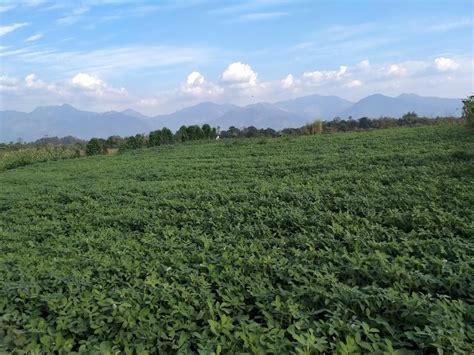 ပိုင်ကျုံမြို့တွင် မိသားစုတစ်ပိုင်တစ်နိုင် လယ်ယာမြေများ၌ စပါးသီးထပ်အဖြစ် ဆောင်းမြေပဲများ စိုက်ပ