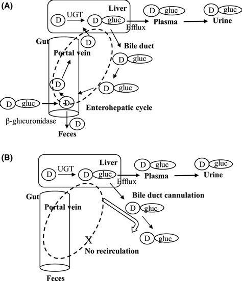 Formation Of O‐glucuronides In The Liver And Distribution To Plasma Download Scientific