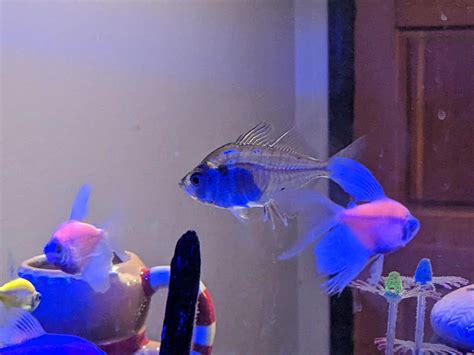 What Kind Of Algae Is This R Plantedtank