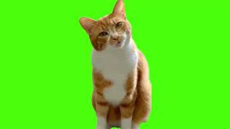 Ha Hee Cat Meme Green Screen Video Download Mp4