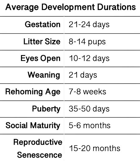 Tsdevelopmentchart Teeny Snoots Rat Rescue