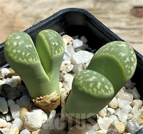 Shpr12071 Lithops Marmorata ‘polepsky Smaragd Cactus Online