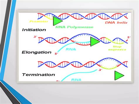 Structure Of Dna Replication And Protein Synthesis Pptx