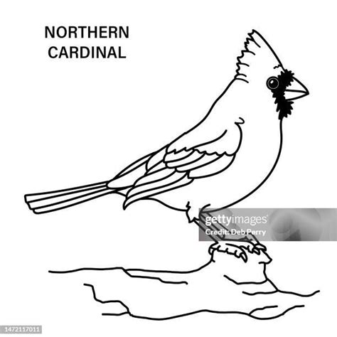 Black And White Cardinal Clipart Logo