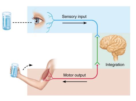 Chapter A Fundamentals Of The Nervous System And Nervous Tissue Powerpoint Flashcards Quizlet