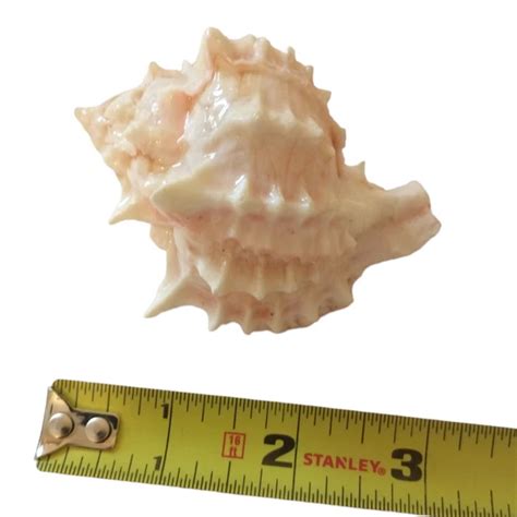 Pink Murex Hermit Crab Shell Mirex Seashell Spiky Fossil Collector Display Small £7 48 Picclick Uk