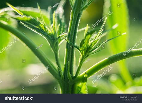 Nodes And Internodes