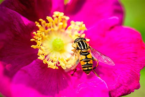 Wasp Guard Wasp Pollination Beetle Vector Wasp Pollination Beetle