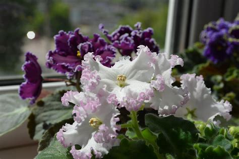 Фиалка Ле Поцелуй Ангела Фото И Описание – Telegraph