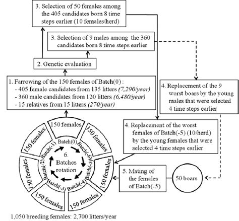 Population Structure Of The Simulated Breeding Scheme And Chronological Download Scientific