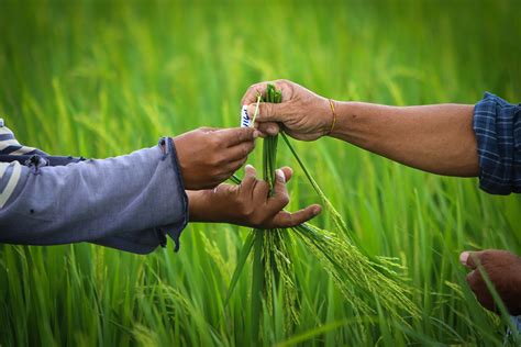Hybrid Rice Review Updating Notions About Hybrid Rice International
