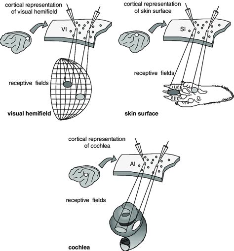 1 Examples Of Receptive Fields Rfs Depicted In Parametric Space