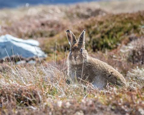 Mountain Hare Facts Diet Habitat And Pictures On Animaliabio