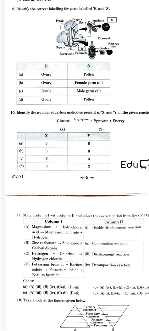 Identify The Correct Labelling For Parts Labelled R And S Begin