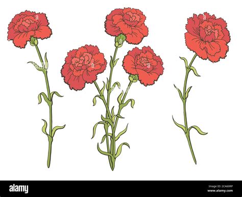 How To Draw Carnation Flowers