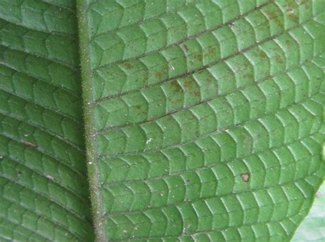 Pronephrium Triphyllum Sw Holttum Botanycz