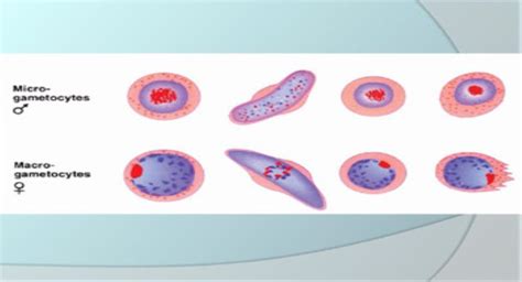 Download Free Medical Taxonomic Classification Of Plasmodium Powerpoint