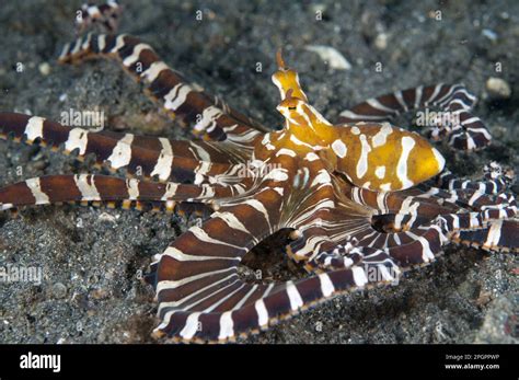 Octopus Octopus Octopuses Other Animals Cephalopods Animals