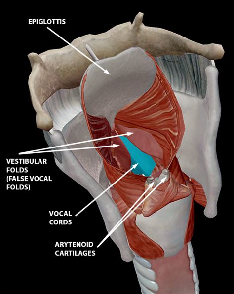 Speech Articulation Larynx Muscles And Vocal Folds Anatomy Medical