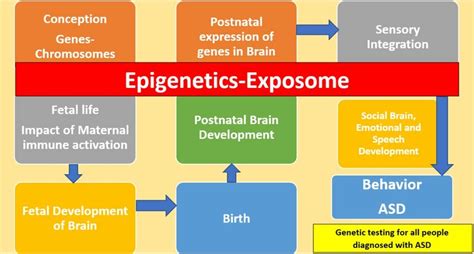 The Gm Of Asd From Conception To Behavior With Genetic Testing For All Download Scientific