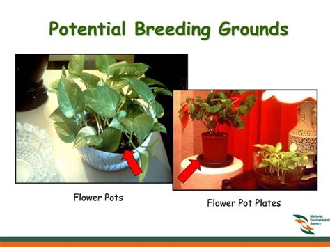 Guidelines About Dengue Ppt