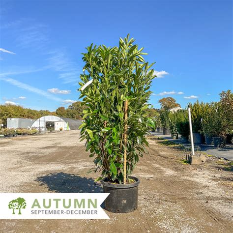Schip Laurel Prunus Lauroceras Schipkaensis Shepherdssupply