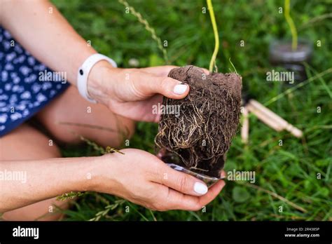 The Process Of Planting Paulownia The Root System In The Hands Of The