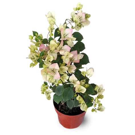 Muda De Primavera Bicolor Green Commerce
