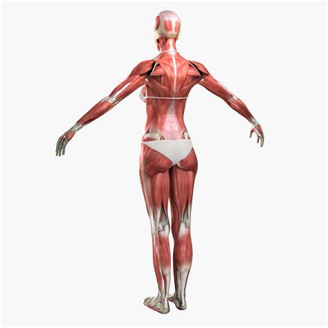 Real Female Anatomy Telegraph