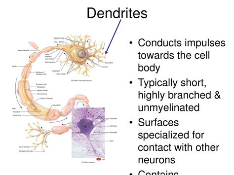 Ppt Chapter 12131415 Powerpoint Presentation Free Download Id