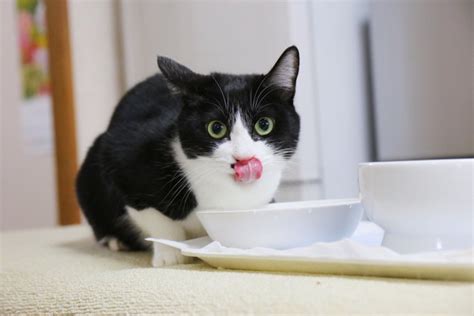猫が吐きそうで吐かない仕草をしている3つの理由 ねこちゃんホンポ