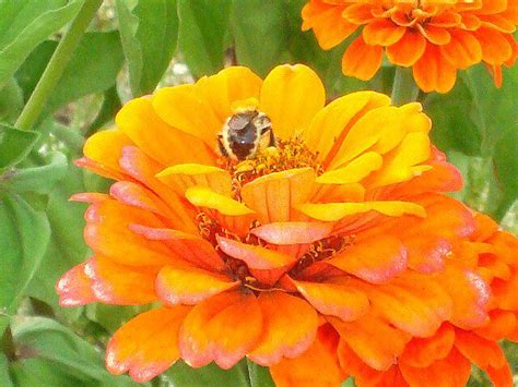 Циния Фото Дом Солнца Фотография 2