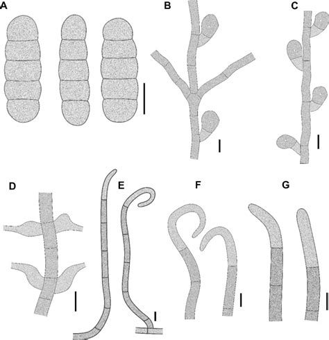 Meliola Pazschkeana Var Macropoda On Senna Macranthera A Ascospores