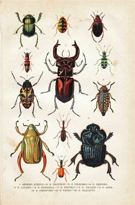 Scientific Illustration Insect Art Scientific Illustration Insect Print