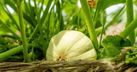 カボチャのしくみを解説~葉っぱ・茎・花・実・種のはたらき~ こびとの農園 カボチャのしくみを解説~葉っぱ・茎・花・実・種のはたらき~ こびとの農園