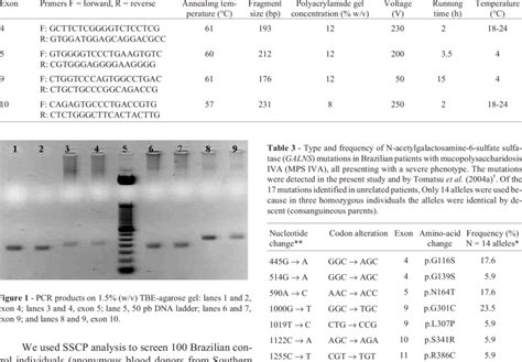 Polymerase Chain Reaction Pcr And Single Strand Conformation Download Table