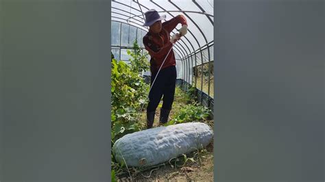 [딸기 농부 Vlog ] 동아박 대물 Youtube