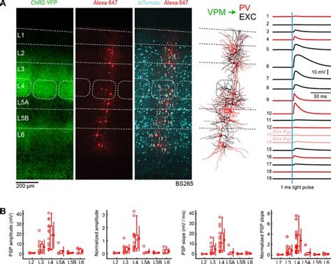 pathway layer and cell type specific thalamic input to mouse barrel