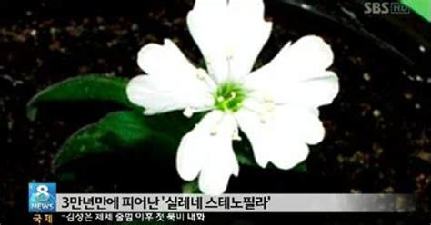 3만년 전 열매의 꽃 실레네 스테노필라 가장 오래된 생물