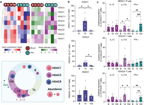 A Spatio Temporal Map Of Hdac Expression In Human T Cells A Heatmaps Download Scientific