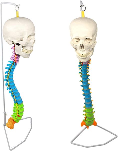 Buy Vertebral Column Model With Skul Anatomy Model Human Spine Model